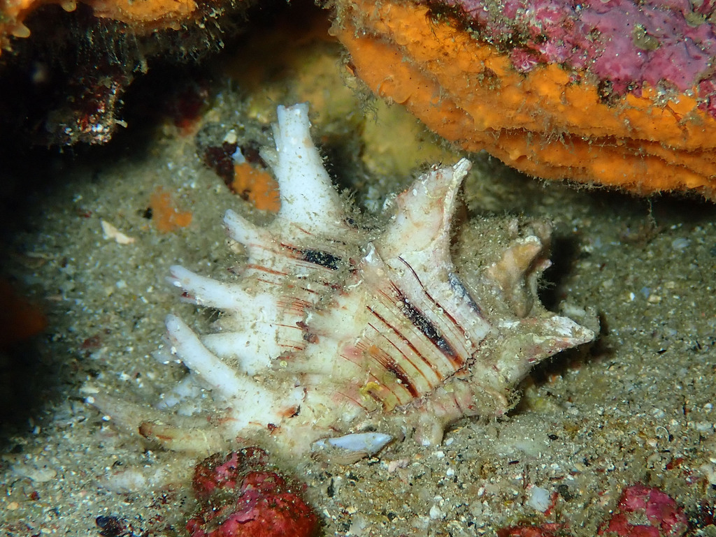 Hexaplex princeps from Île Bartolomé, Équateur on July 26, 2019 at 02: ...