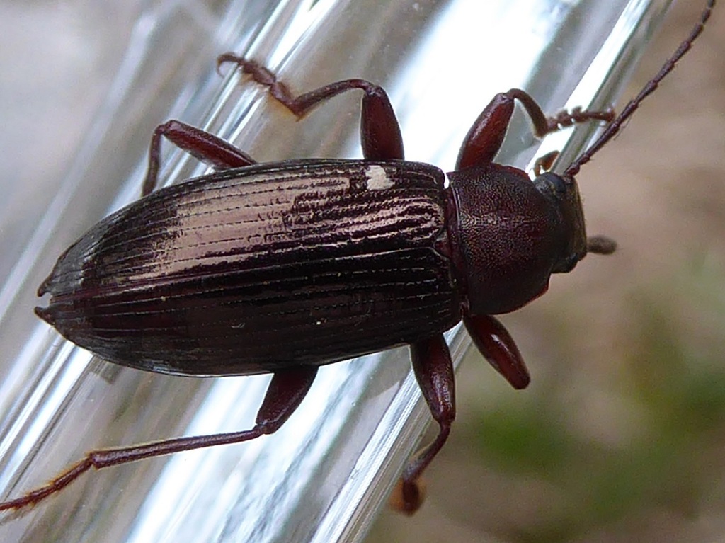 Stenomax aeneus from Freising, Deutschland on April 18, 2023 at 05:41 ...