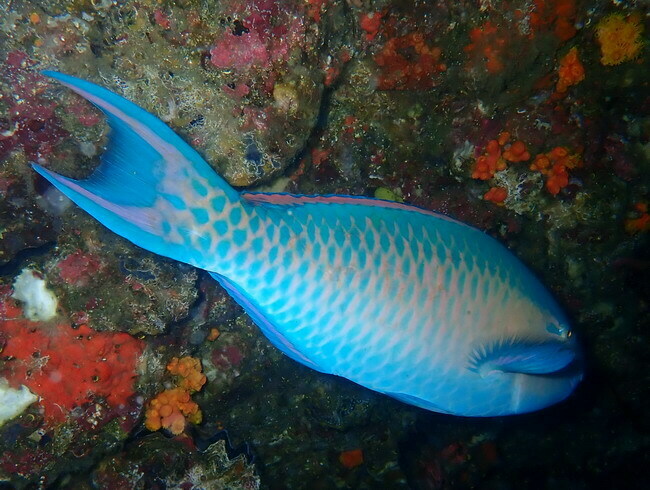 Bluebarred Parrotfish from Île Bartholome, Équateur on July 31, 2019 at ...