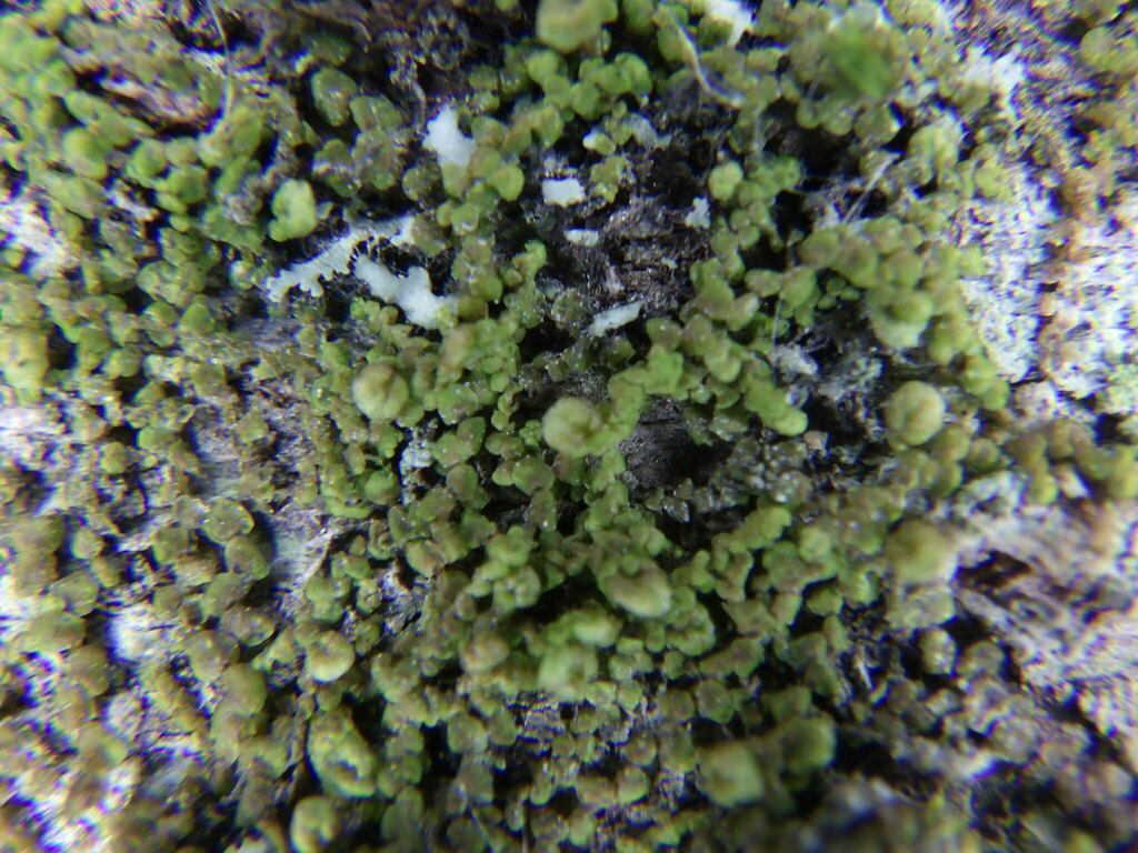 leafy liverworts from Lake County, MN, USA on December 6, 2023 at 04:06 ...