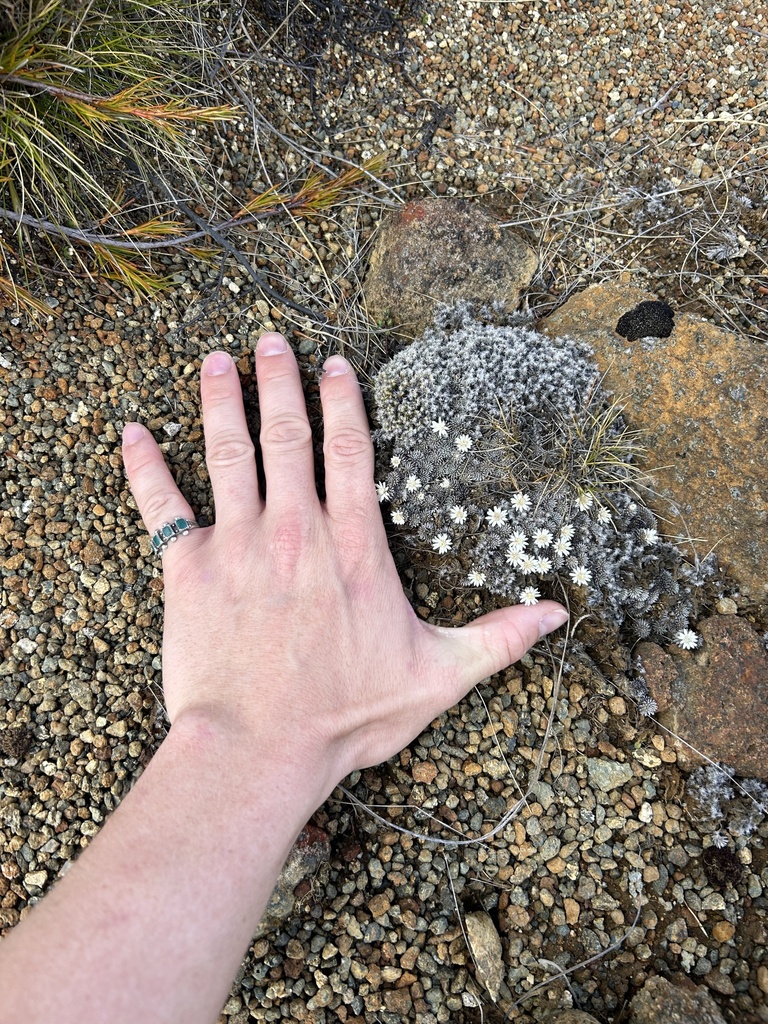 large-flowered mat daisy from Fiordland National Park, Fiordland ...