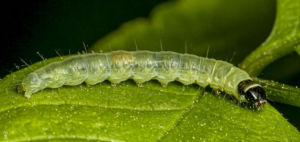 Archips packardiana from Cité-Universitaire, Québec, QC, Canada on June ...