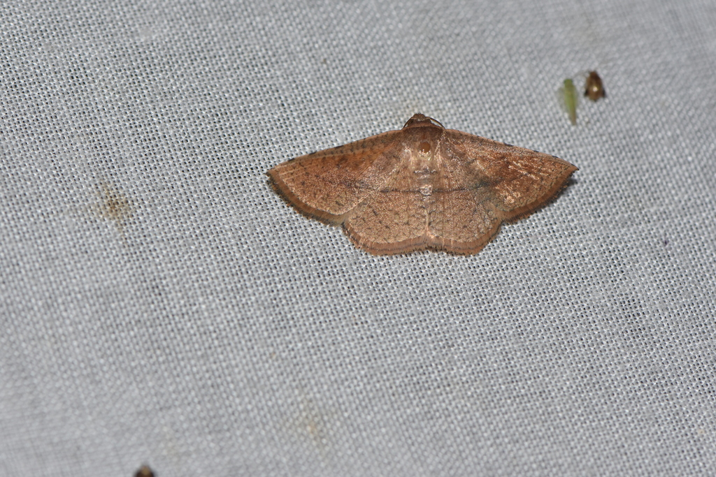 Window-winged Moths from 7PW5+PGF, Thadiyankudisai, Perumbarai Post ...