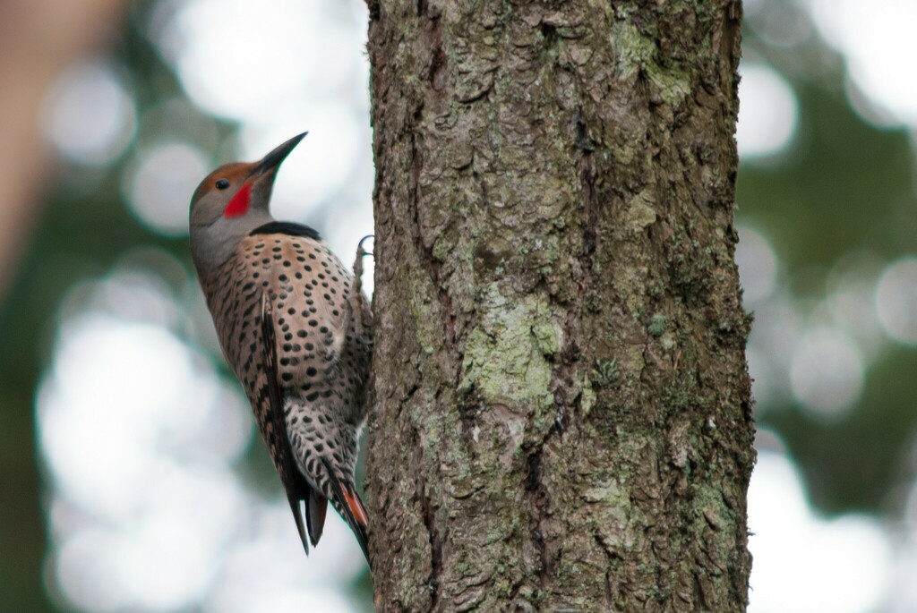 Northern Flicker from Nanaimo, British Columbia, Canada on May 1, 2007 ...