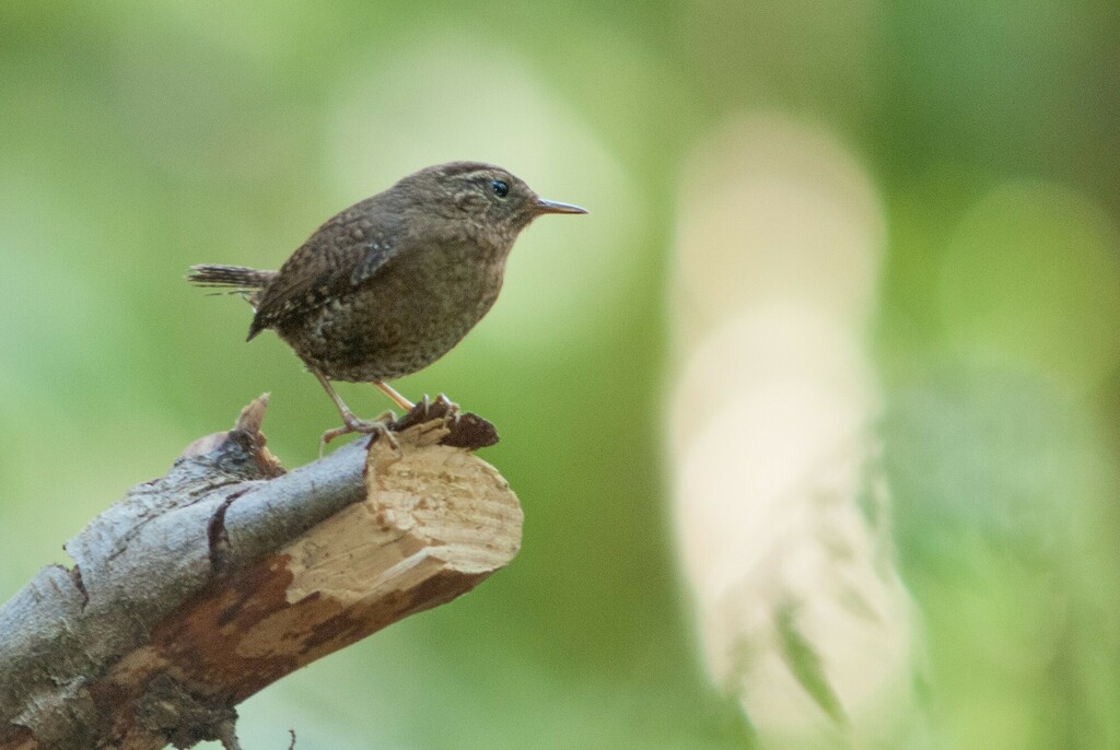 Pacific Wren from Nanaimo, British Columbia, Canada on May 23, 2007 at 08:00 AM by Adam Jackson ...