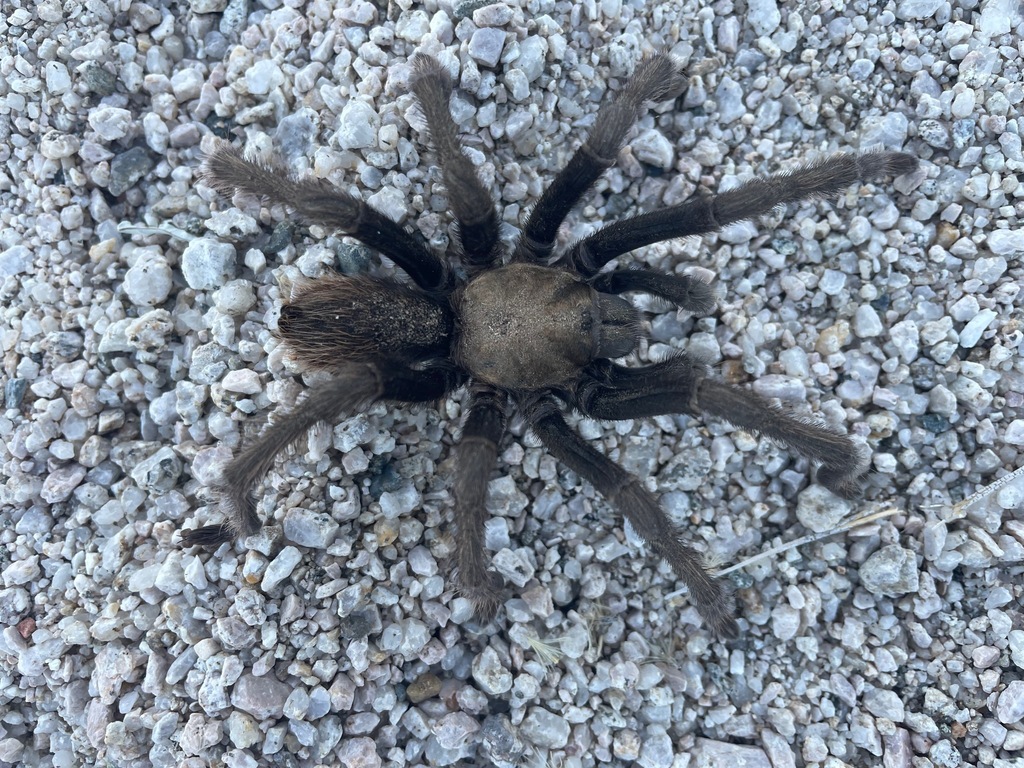 Desert Tarantula from Clark County, NV, USA on November 6, 2023 at 03: ...