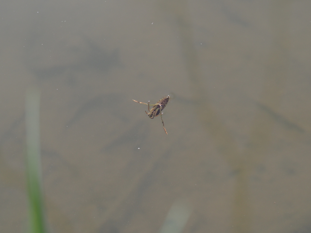 Notonecta triguttata from 日本、〒368-0071 埼玉県秩父郡横瀬町芦ケ久保 on April 2, 2022 ...