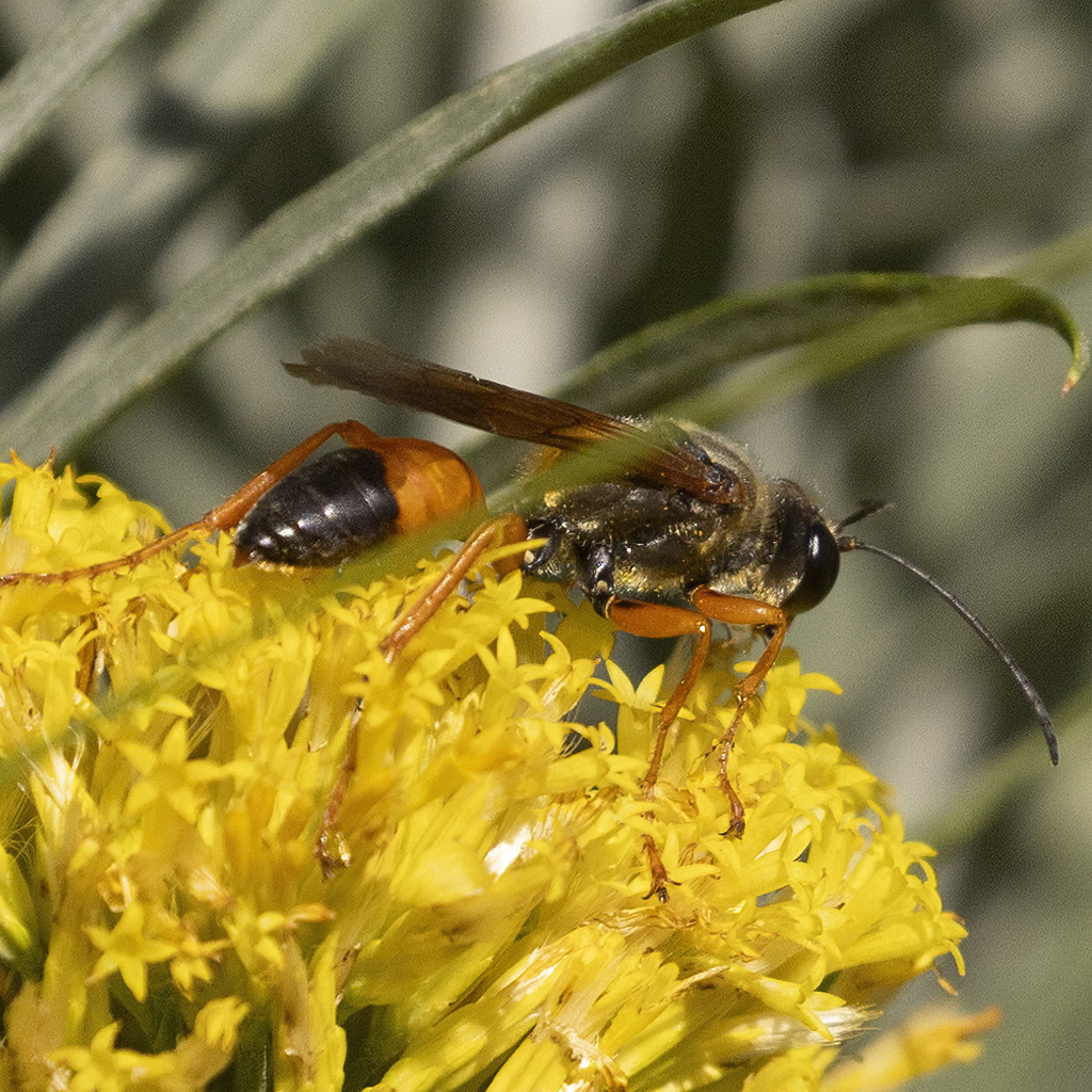 Great Golden Digger Wasp from 6 miles SE of Meeker, Rio Blanco County ...