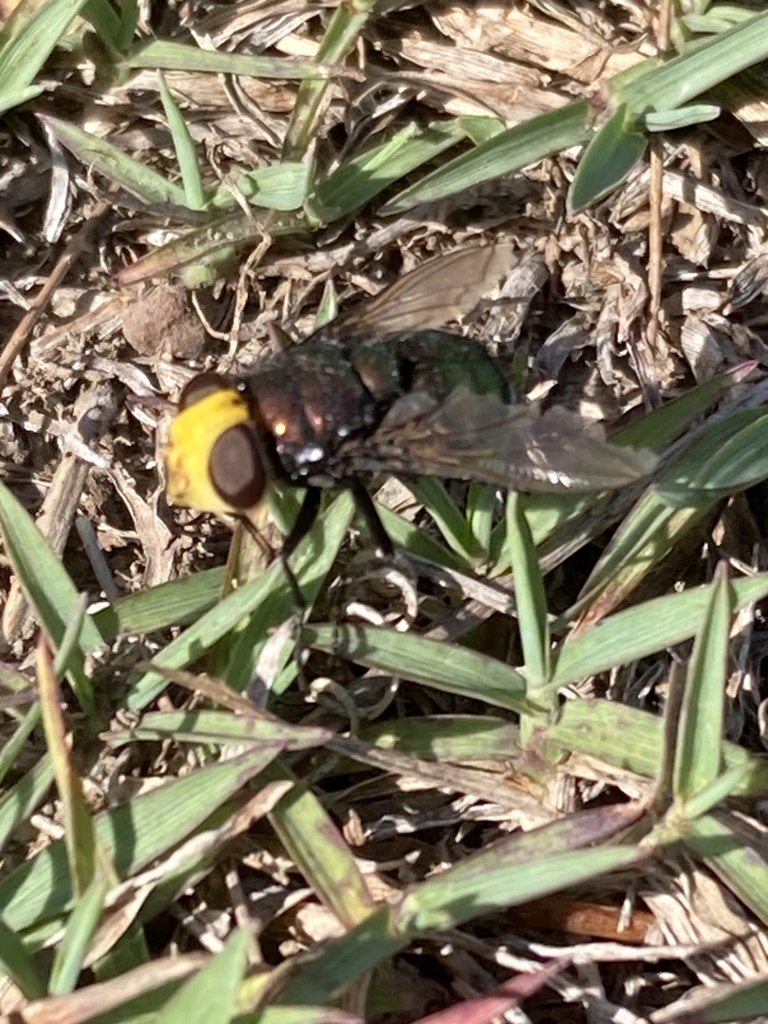 Yellow-Headed Snail Parasitic Blowfly from Burraneer Rd, Coomba Park ...