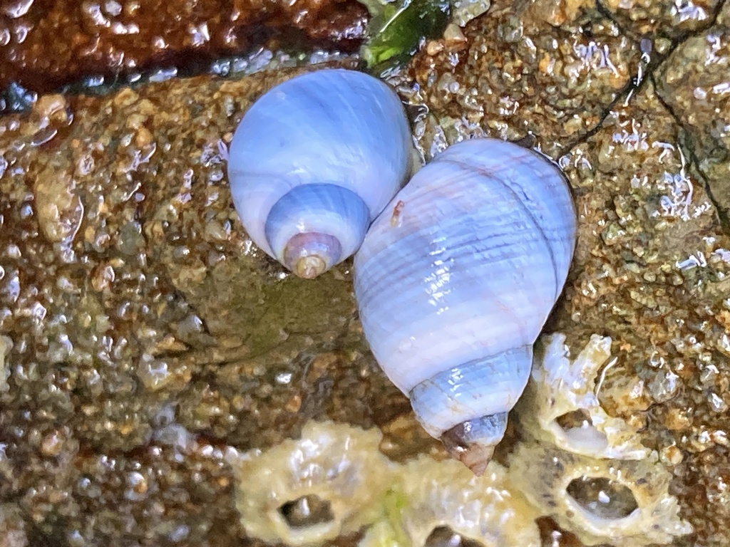Little Blue Periwinkle from Elizabeth Bay, Elizabeth Beach, NSW, AU on ...