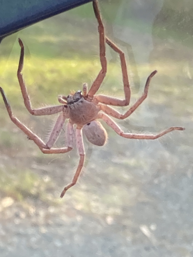 Grey Huntsman from Burraneer Rd, Coomba Park, NSW, AU on December 7 ...