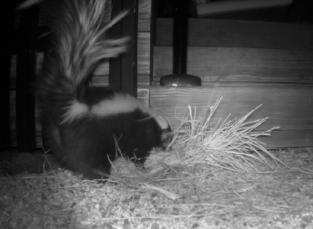 Striped Skunk in December 2023 by rnakaya. A skunk captured on our ...