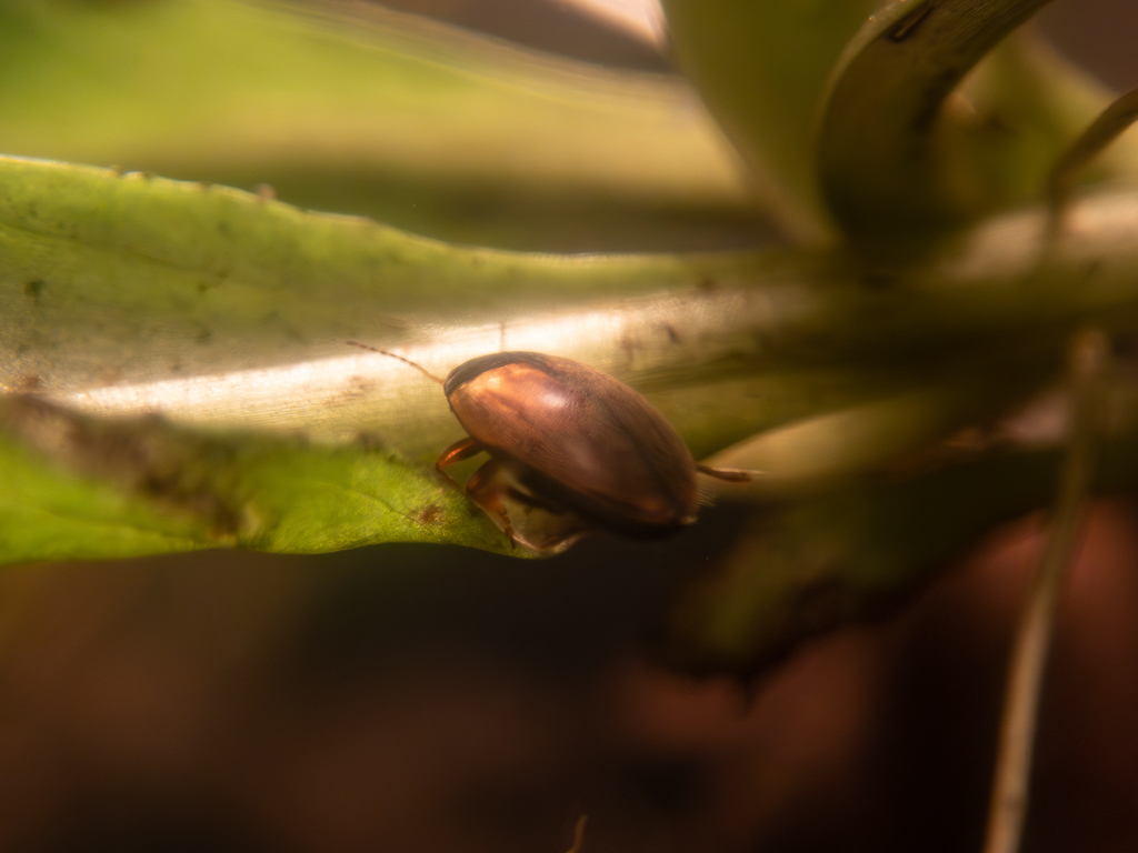 Hydroporus from Kallhäll, Sweden on November 7, 2023 at 11:13 PM by ...