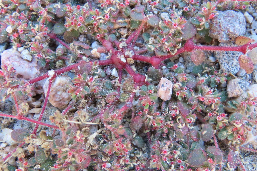 Yuma Sandmat from Riverside County, CA, USA on December 6, 2023 at 10: ...