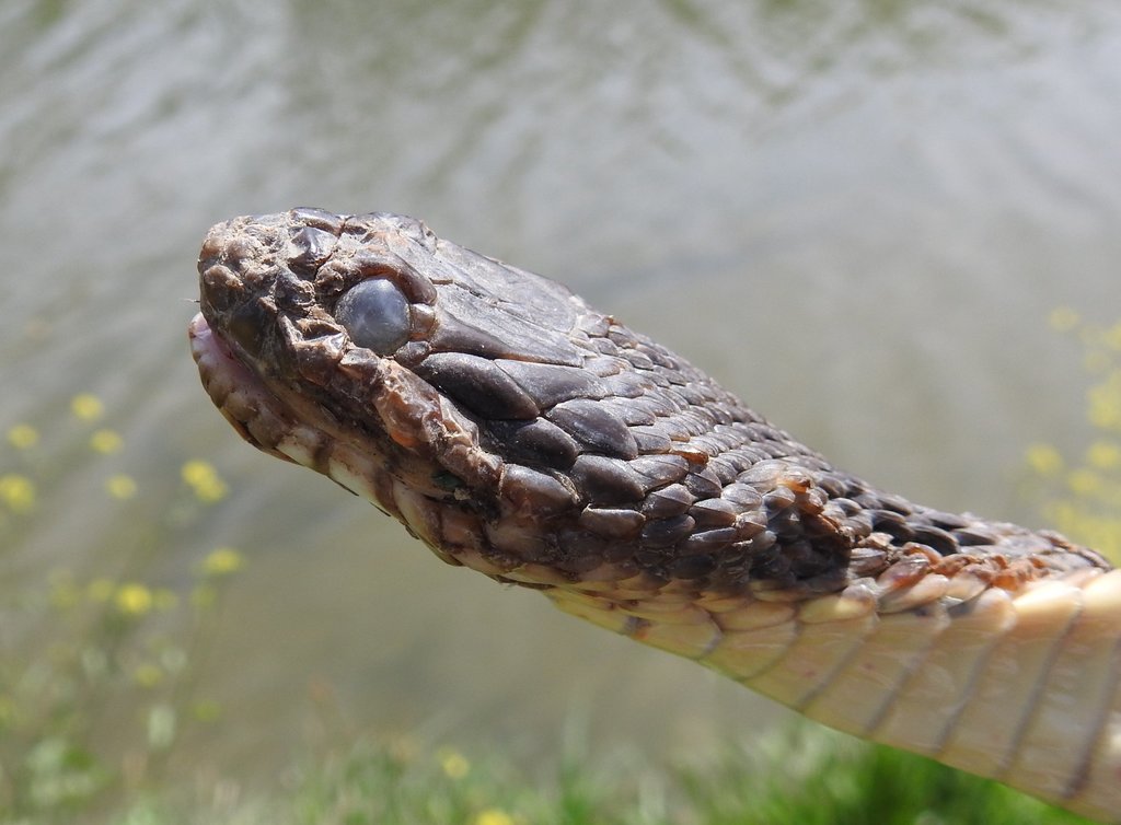 Snake Fungal Disease from Fort Worth, TX, USA on March 31, 2019 at 02: ...