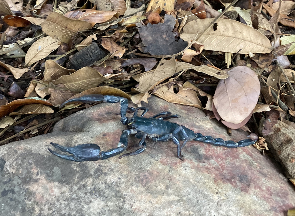 Pandipalpus viatoris from Kasanga, Tanzania on November 4, 2023 at 07: ...