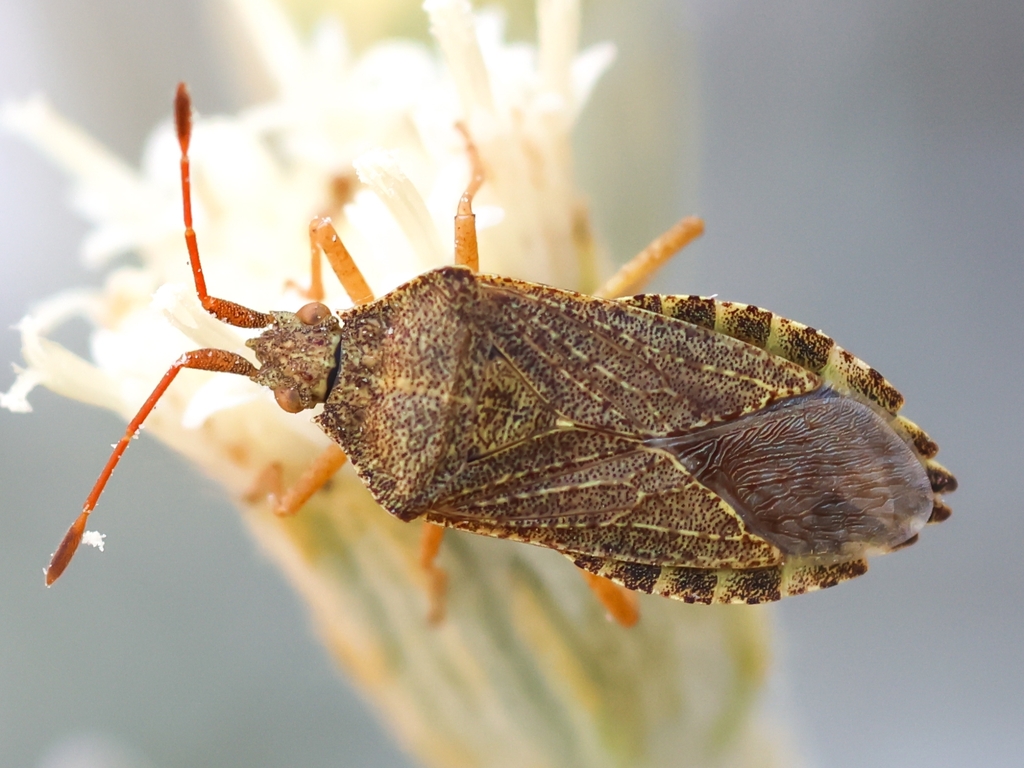 Althos from 9275299 Santiago, Maipú, Región Metropolitana, Chile on ...