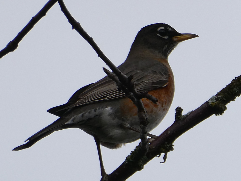 American Robin from Cosgrove Cres, Nanaimo, BC, CA on December 6, 2023 ...