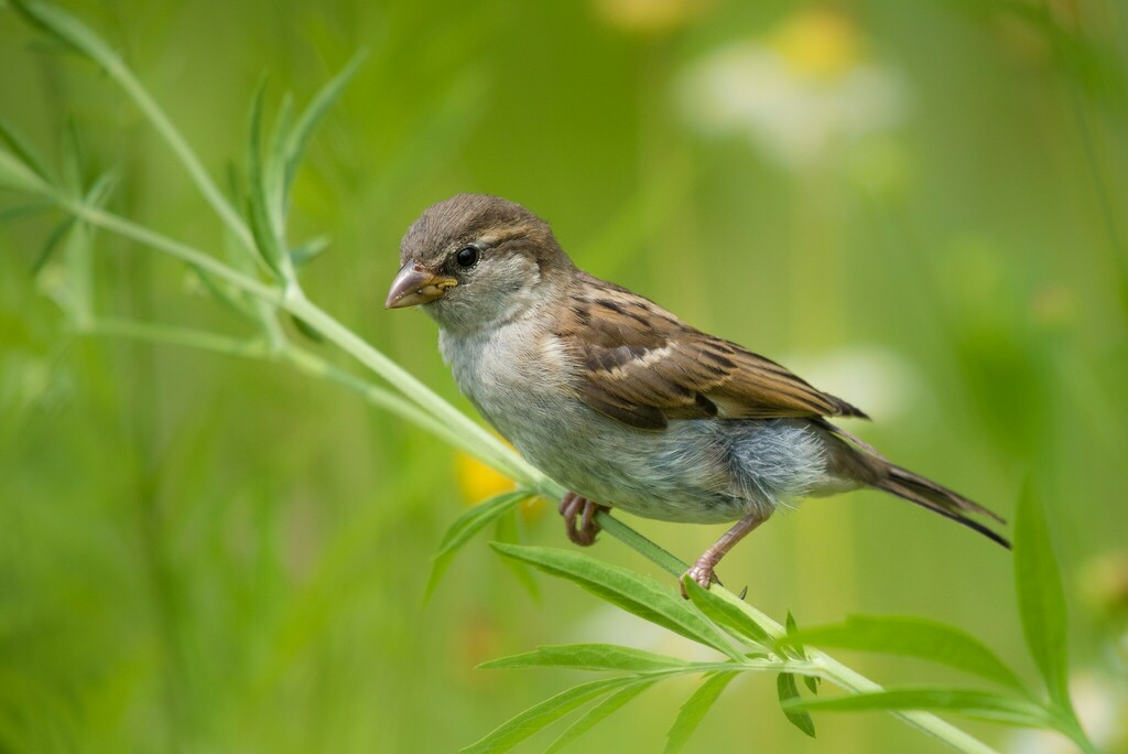 House Sparrow from Cook, Illinois, United States on June 26, 2016 at 11 ...