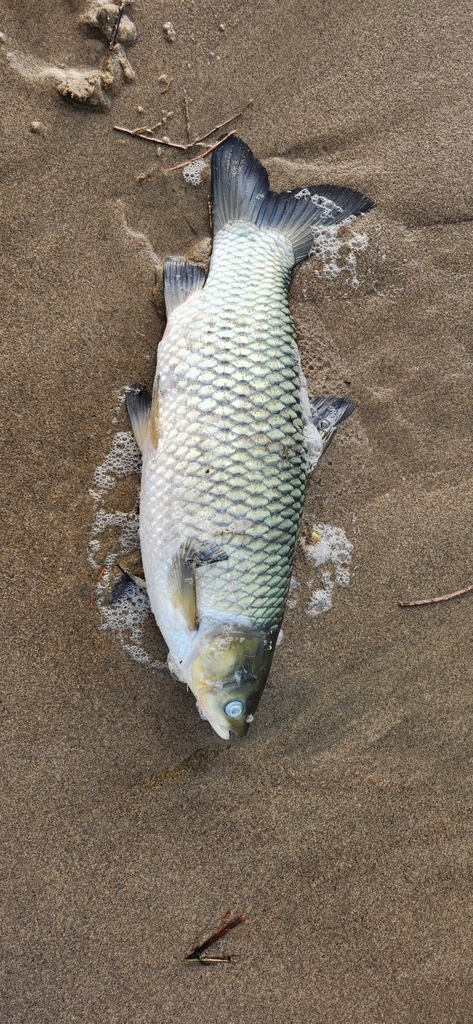 Grass Carp from Rose Lodge, OR 97367, USA on December 6, 2023 at 03:46 ...