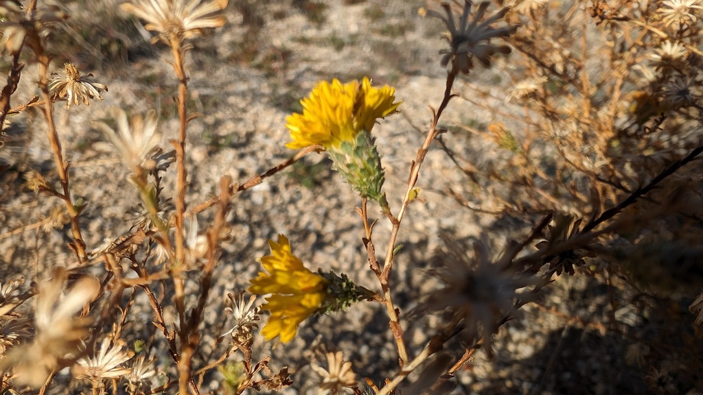valley lessingia from San Diego County, CA, USA on December 6, 2023 at ...