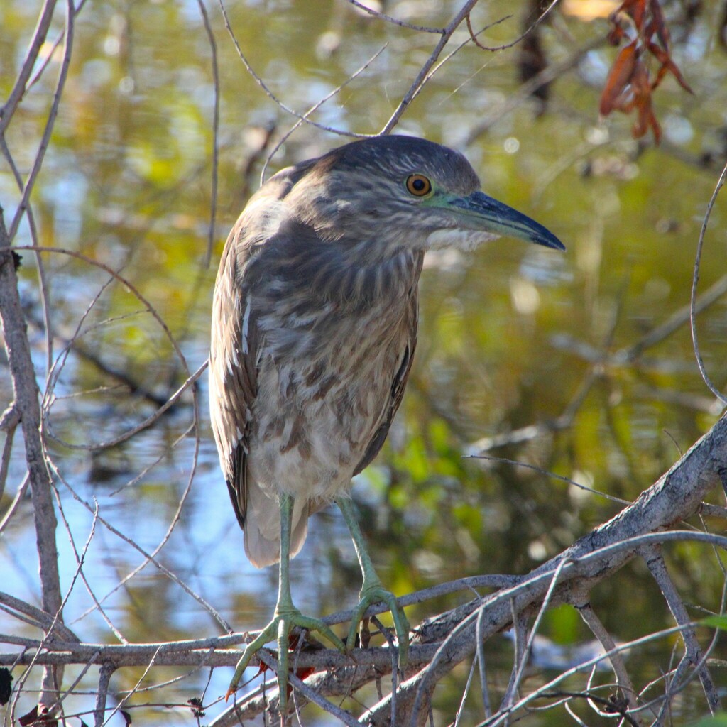 Black-crowned Night Heron from San Joaquin Marsh, Irvine, CA 92612, USA ...