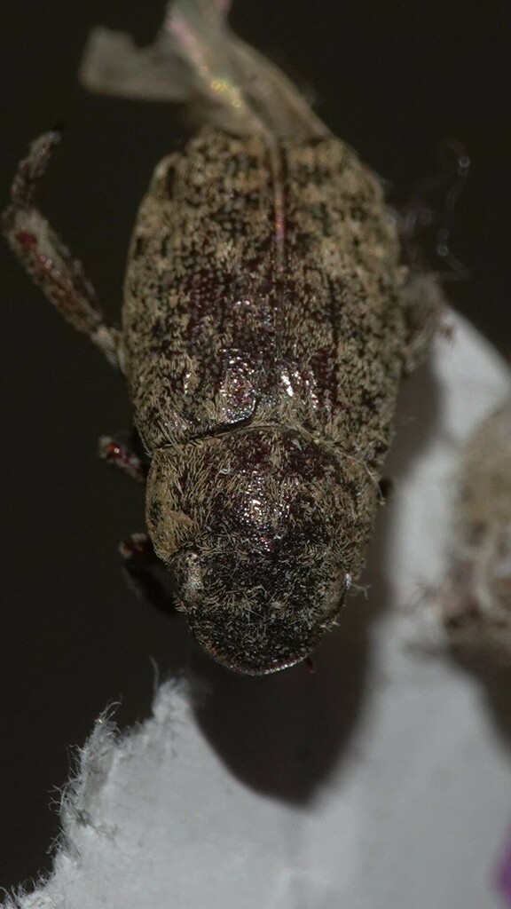 Adoretus from Palolem Plaza on December 4, 2023 at 07:31 AM by Dinesh ...
