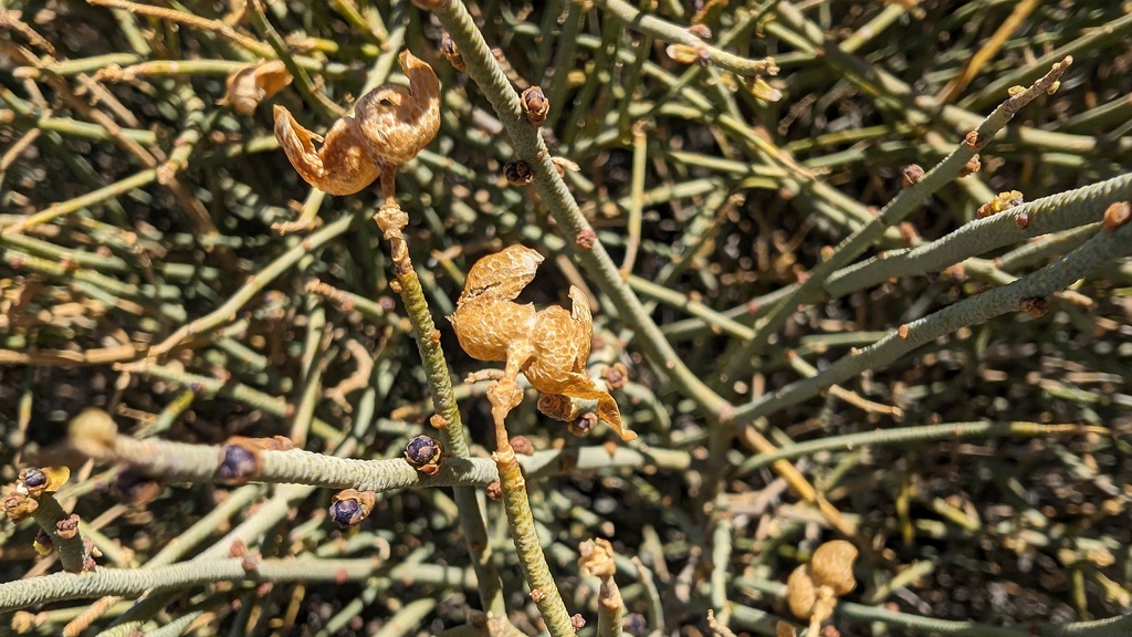 Turpentine Broom from San Diego County, CA, USA on December 6, 2023 at ...