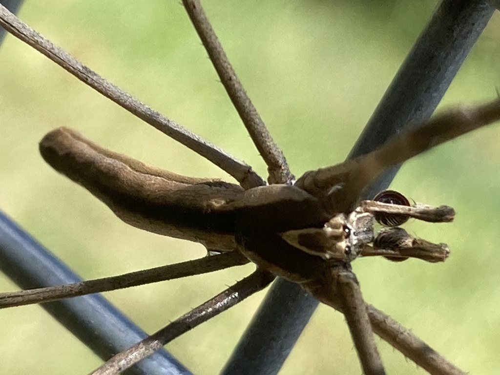 Rufous Net-casting Spider from Burraneer Rd, Coomba Park, NSW, AU on ...