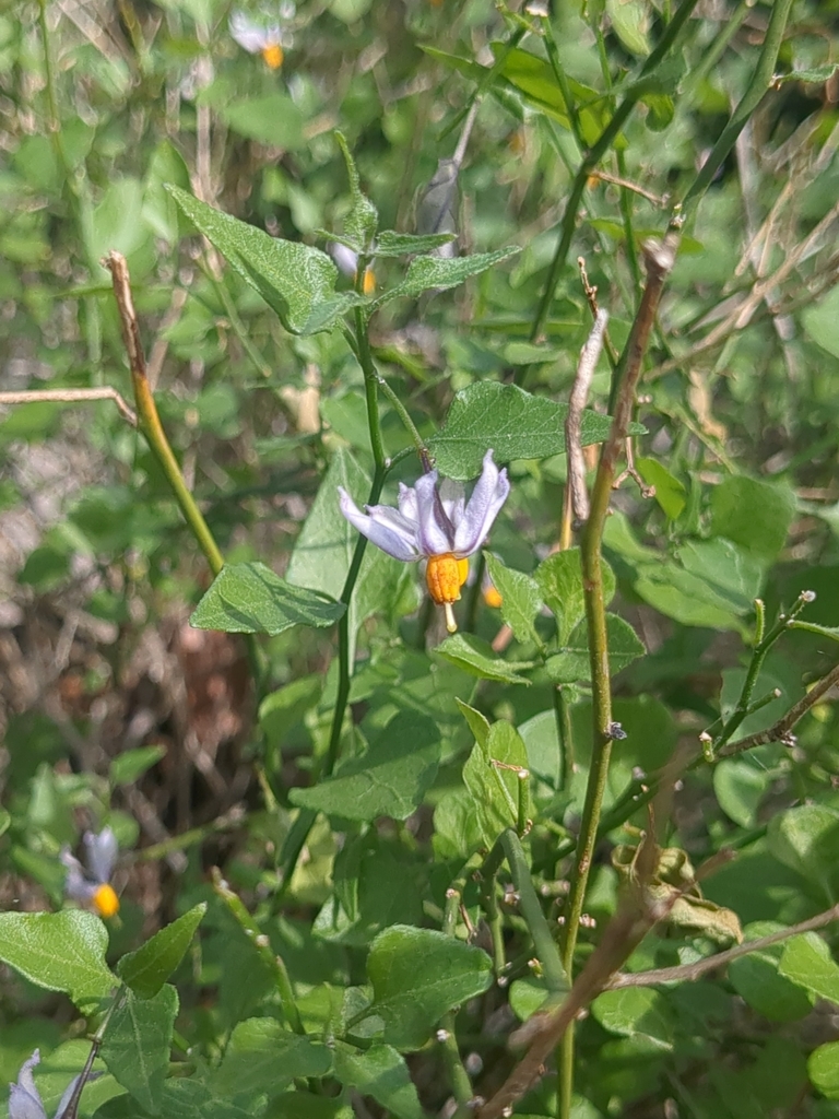 Texas nightshade from Val Verde County, US-TX, US on December 6, 2023 ...