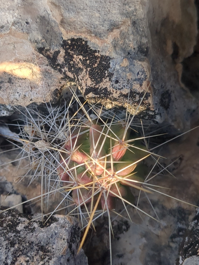 Echinocereus enneacanthus carnosus from Val Verde County, US-TX, US on ...