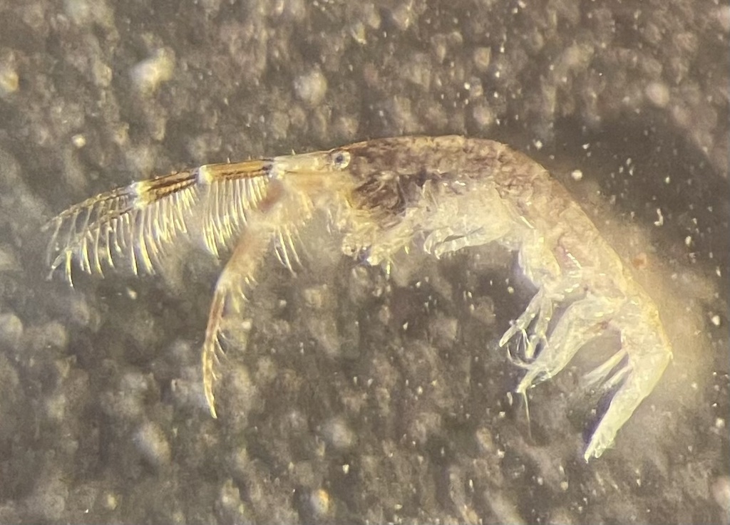 Cerapus benthophilus in December 2023 by larvalfishguy · iNaturalist