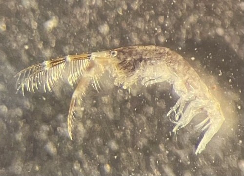 (Cerapus benthophilus)