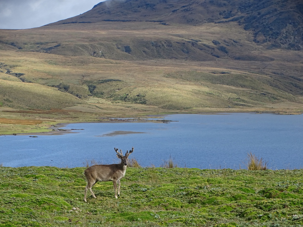White-tailed Deer from Cantón Archidona, Ecuador on December 6, 2023 at ...