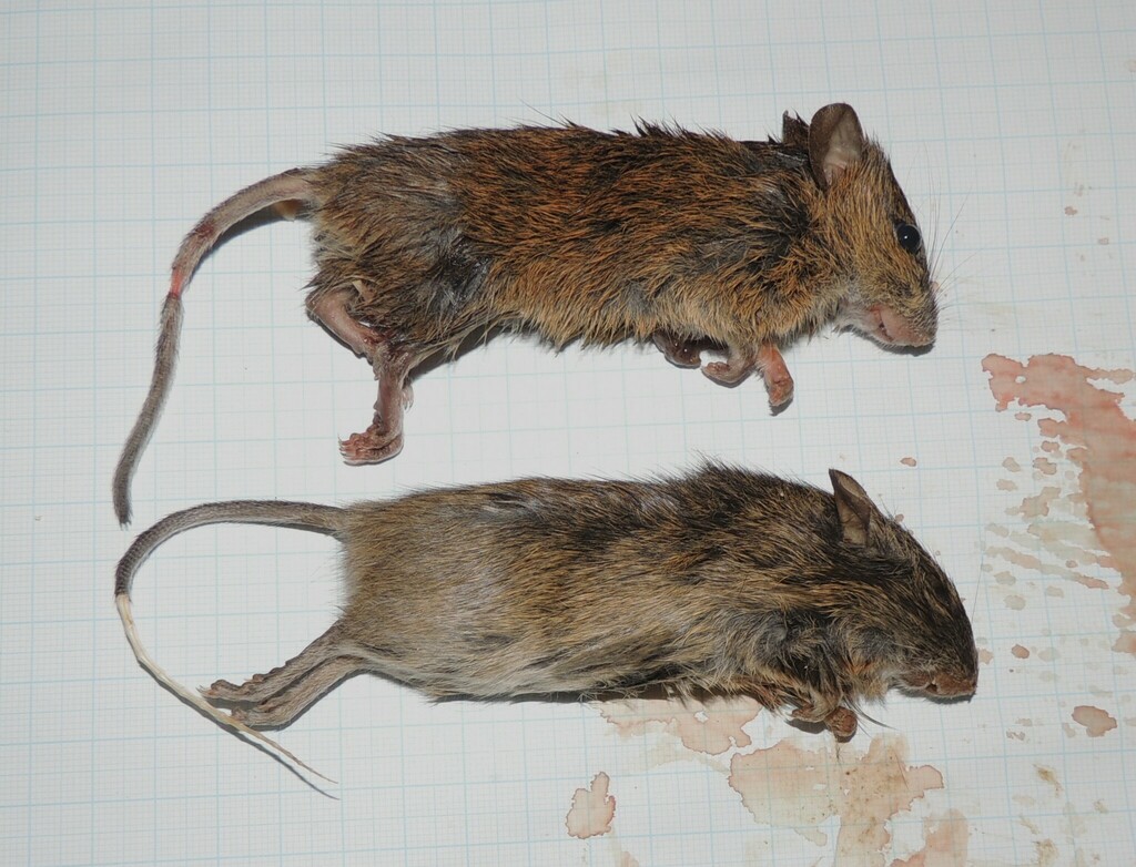 Eastern Chestnut Mouse in June 2020 by Graham Armstrong. Frozen ...