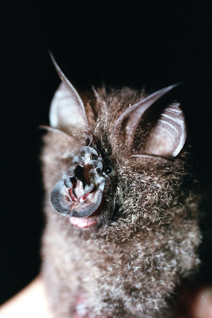 Bats (Chiroptera) - Know Your Mammals