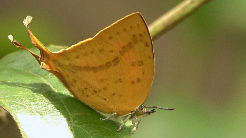 Common Yamfly from Palolem Plaza on December 4, 2023 at 11:05 AM by ...