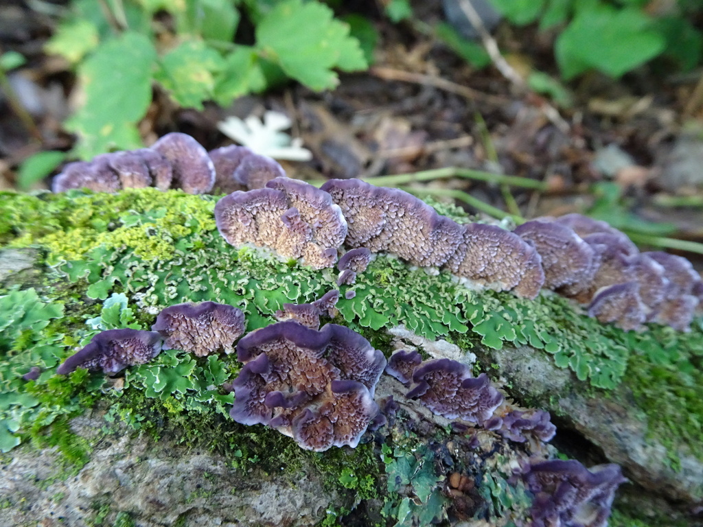 violet-toothed polypore from Sunfish Lake Park, Lake Elmo, MN 55042 ...