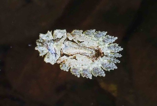 Genus Phloeophana · iNaturalist