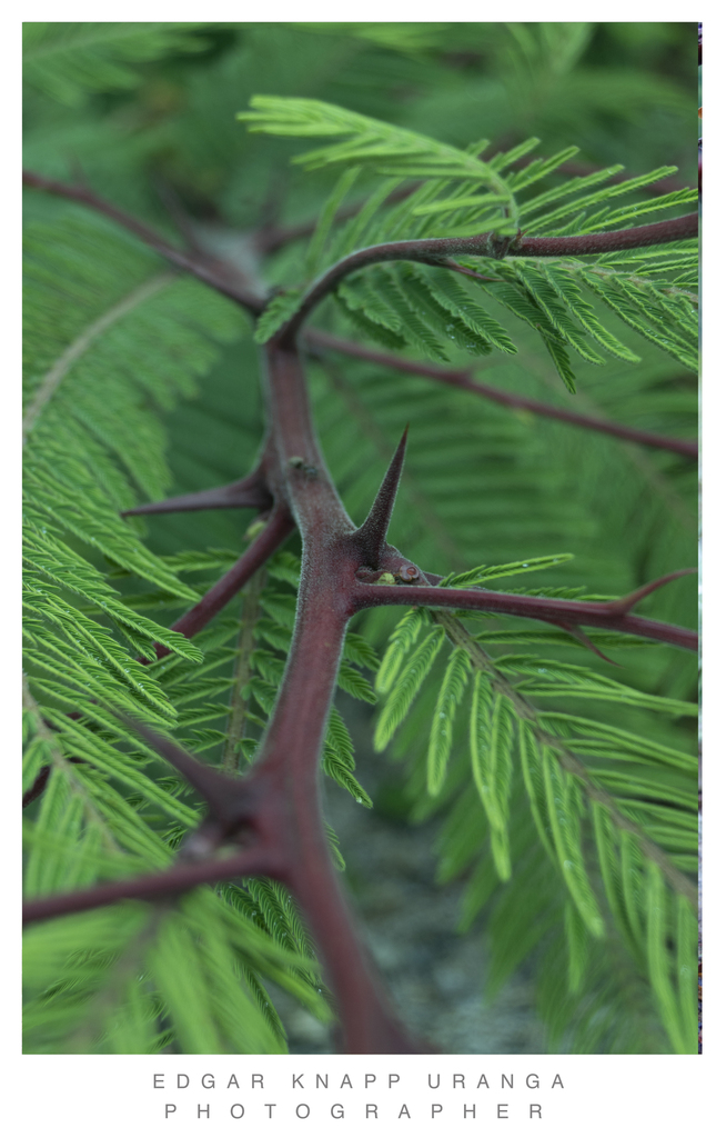 fern-leaf acacia from 37624 Vergel de la Sierra, Guanajuato, México on ...