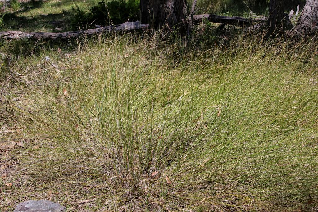 wiry spear-grass from Bellfield VIC 3381, Australia on November 28 ...