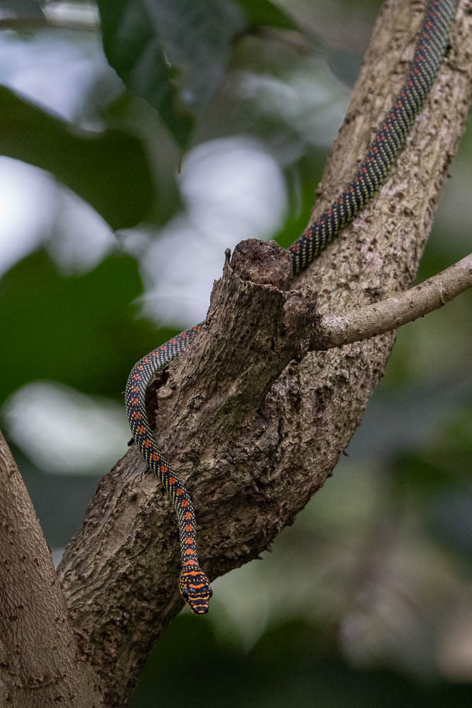 Paradise Flying Snake in October 2023 by Fran Wiesner · iNaturalist