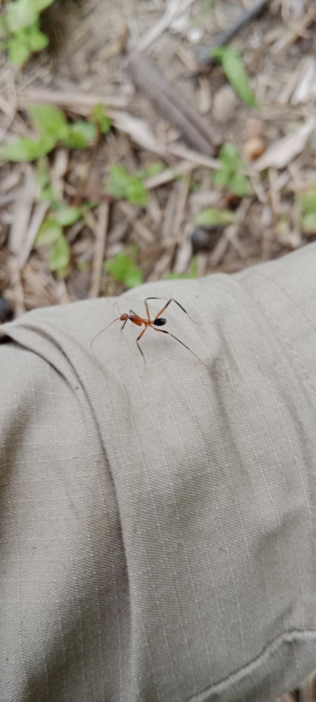 Spider Ants from Hillside Road, Newport NSW 2106, Australia on December ...