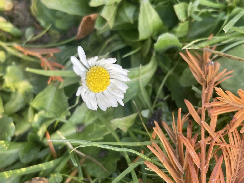 Lawn daisy from Deer Lake Park, Burnaby, BC, CA on November 25, 2023 at ...