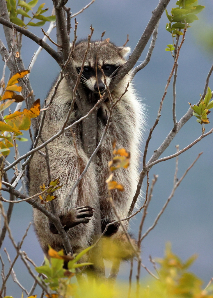 Common Raccoon from Bustamante, N.L., México on December 6, 2023 at 04: ...