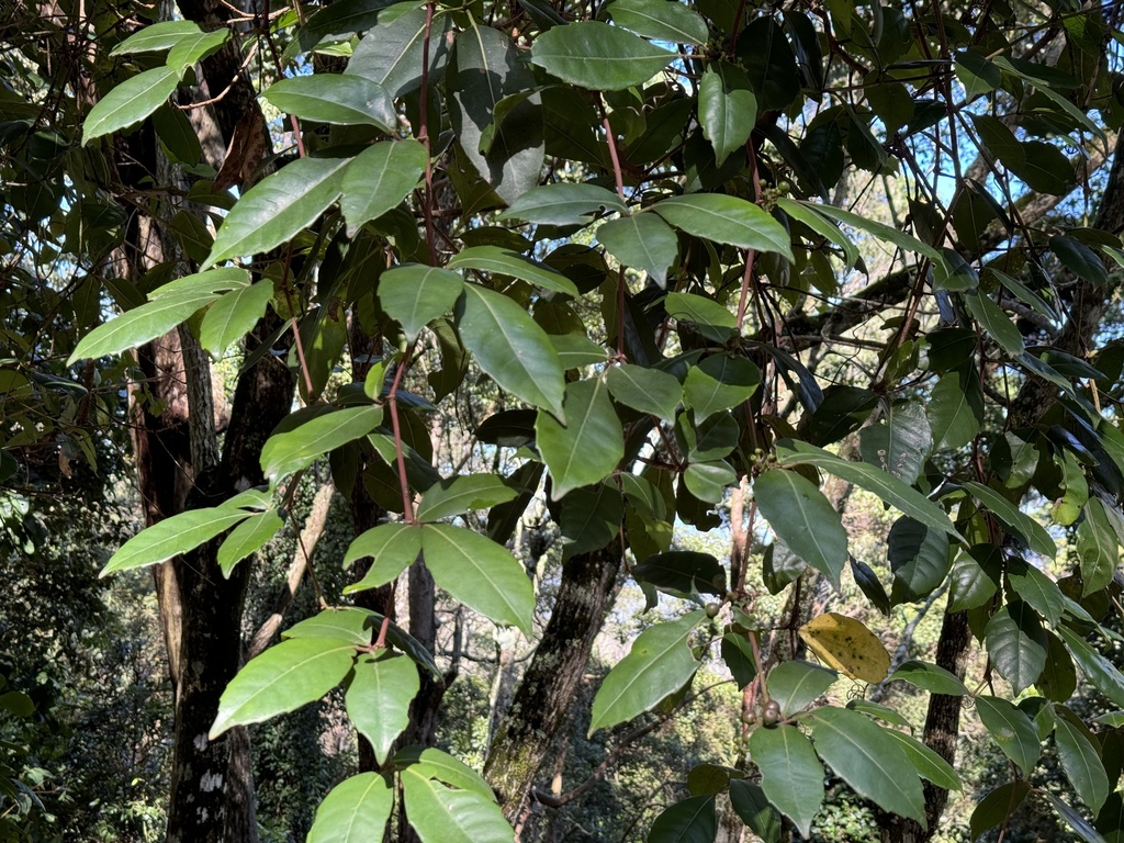 Native Grape from Lamington National Park, Sarabah, QLD, AU on December ...