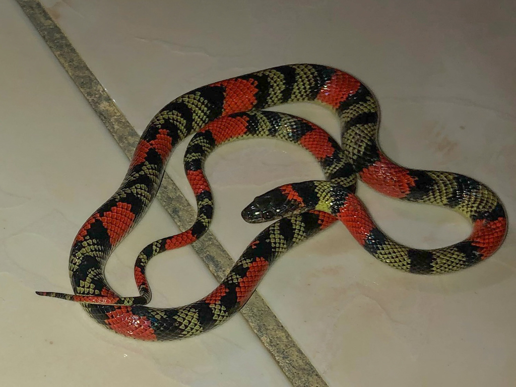 Brazilian False Coral Snake in March 2019 by Vitor Corrêa Dias ...