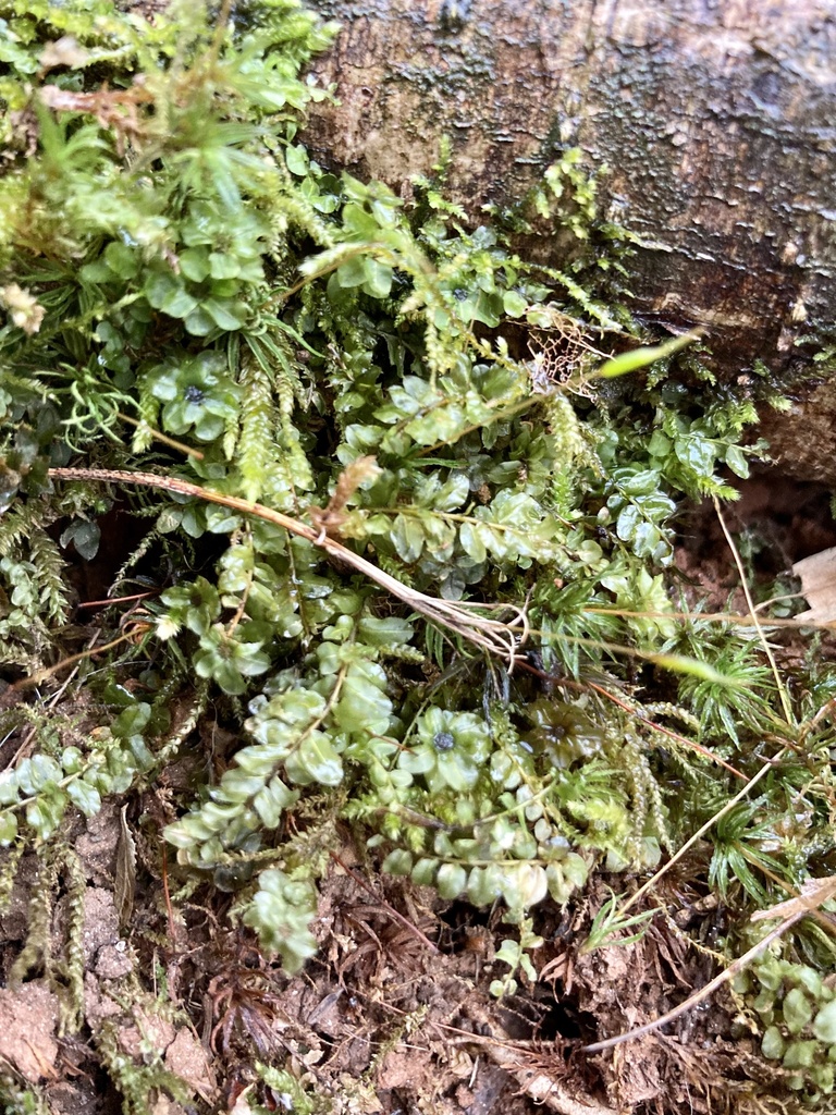 Wavy-leaf Moss from Oxford St, Greenville, SC, US on December 1, 2023 ...