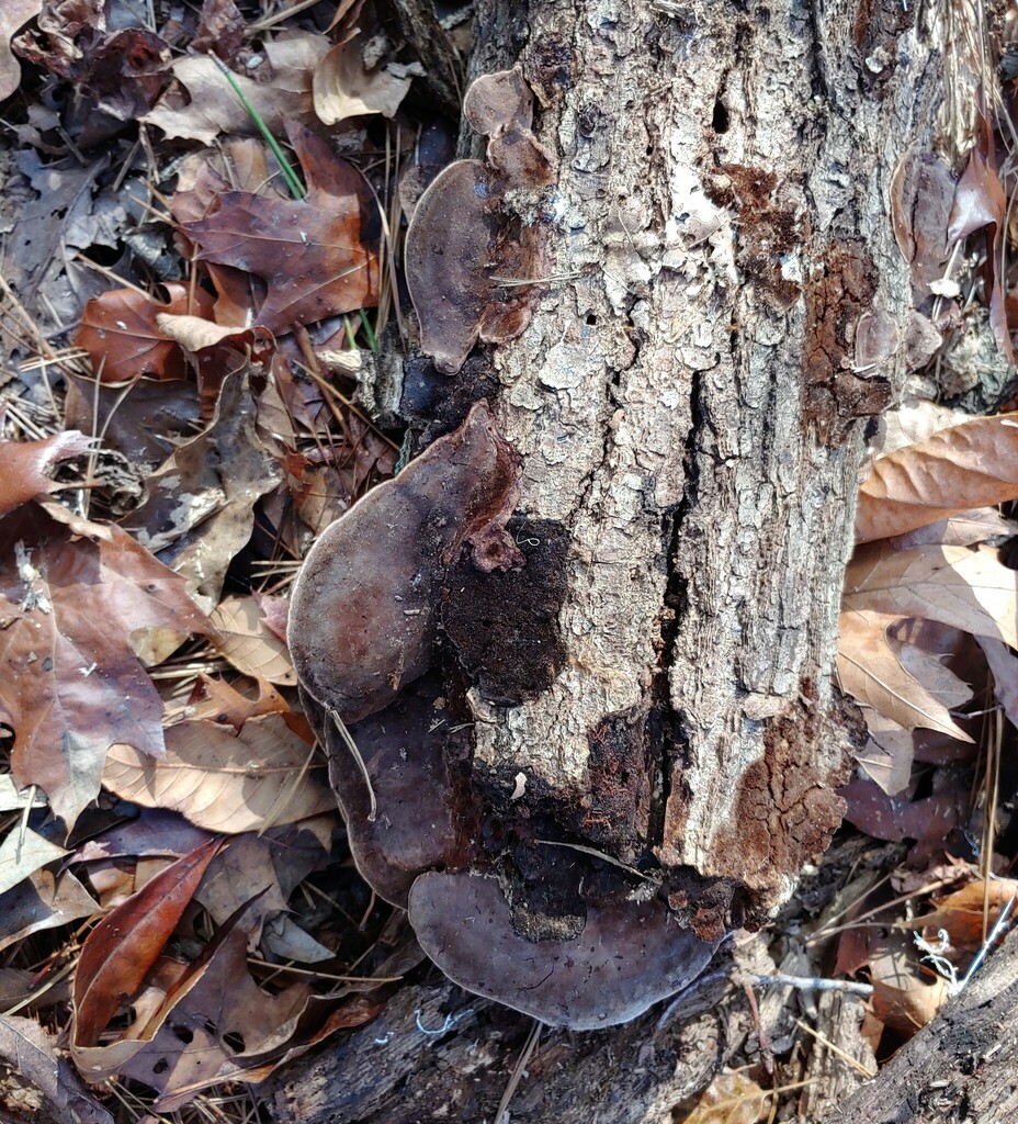Nigroporus vinosus from Dekalb County, GA, USA on December 6, 2023 at ...