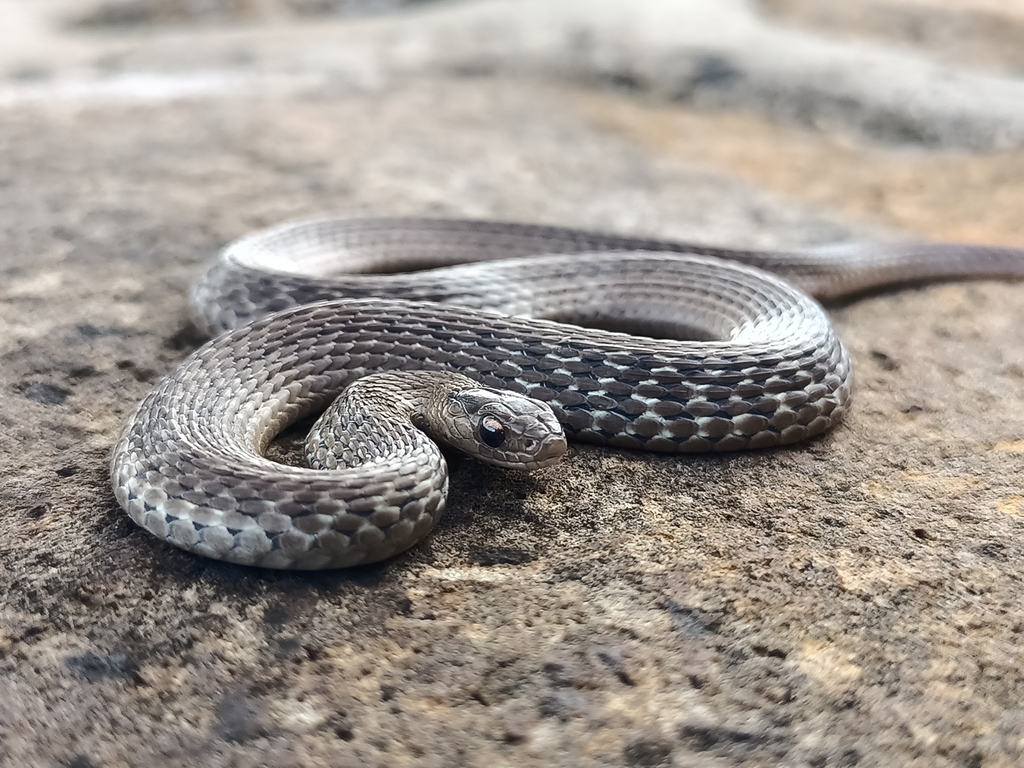 Mexican Brown Snake from 45670 Jal., México on August 21, 2022 at 09:56 ...